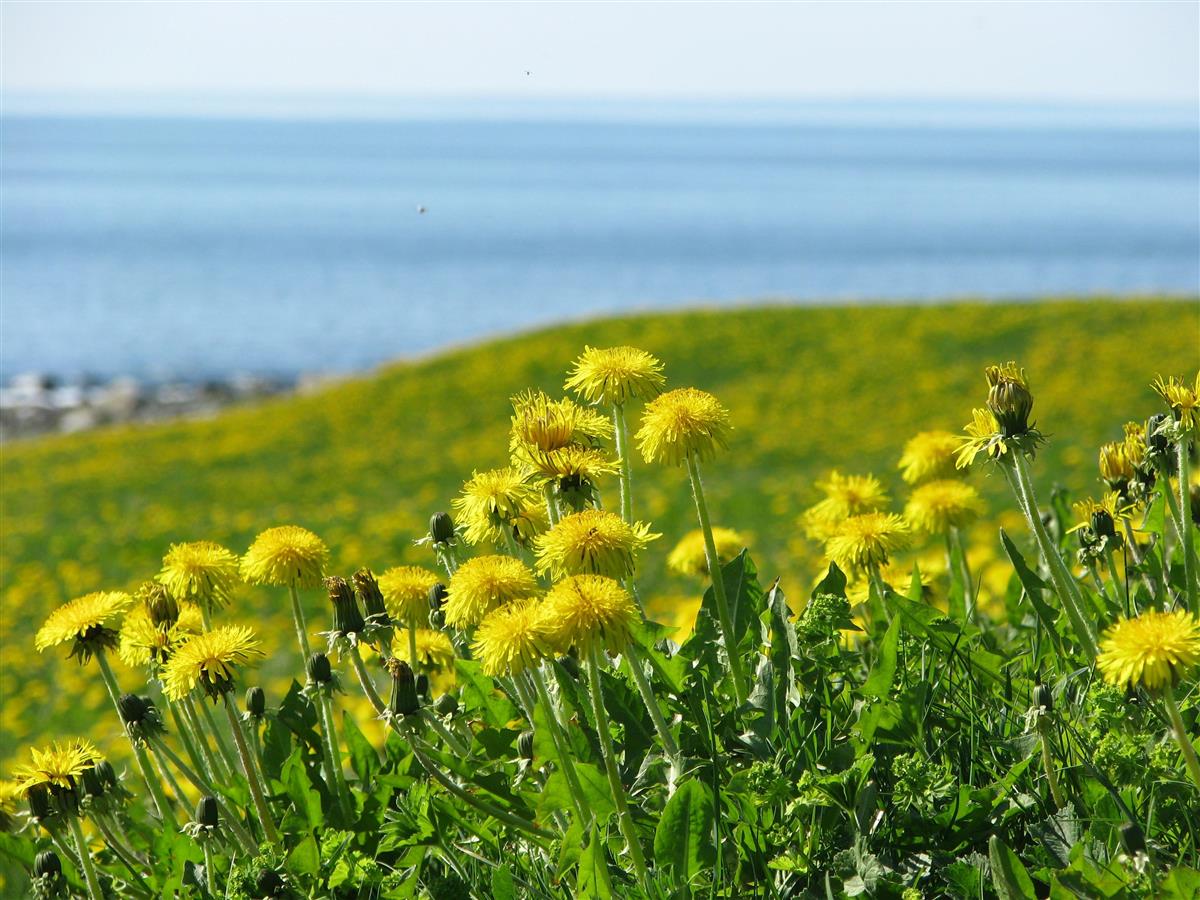 Sommartider i kommunen - Hovedportal